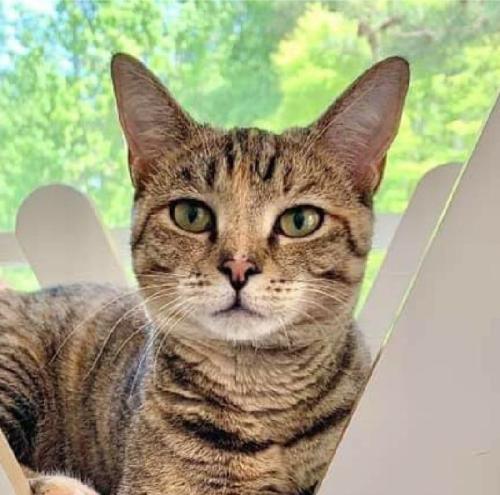 50 Cats Need Homes in Six Days! | Furkids - Georgia’s Largest No Kill ...