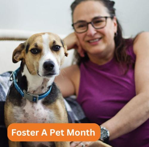 It’s National Foster a Pet Month! | Furkids - Georgia’s Largest No Kill ...